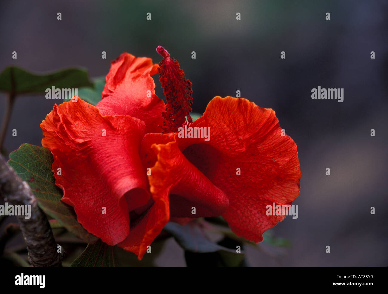 Endangered kokia flower with vivid red pedals Stock Photo - Alamy