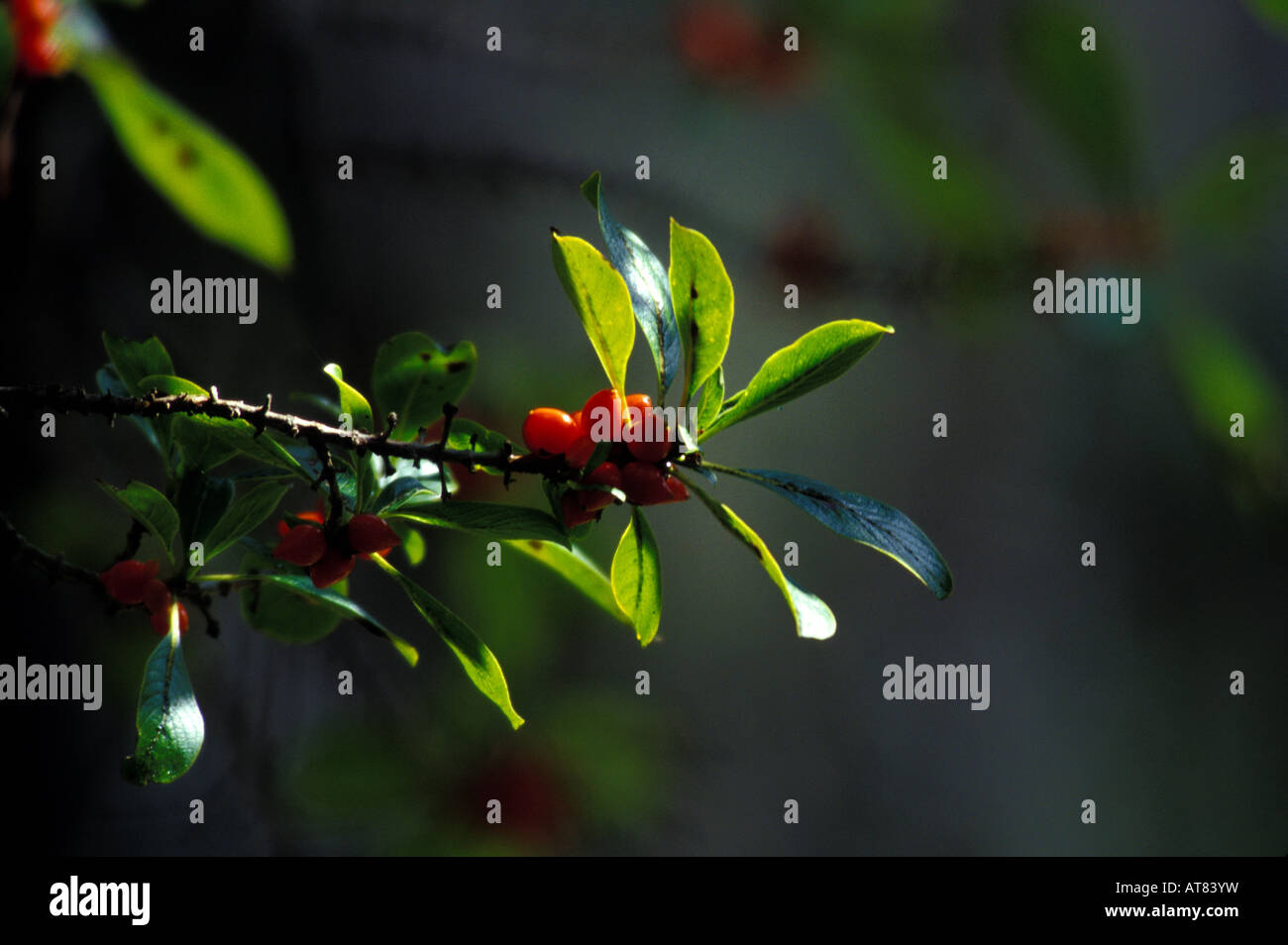 Pilo hi-res stock photography and images - Alamy