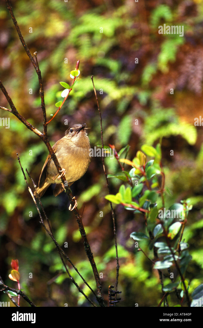 Endangered Puaiohi in the Alakai Swamp on the Island of Kauai Stock ...