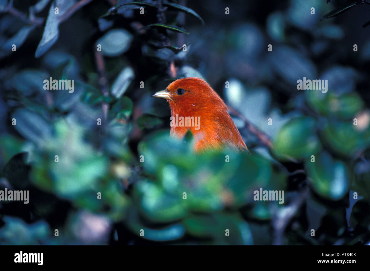 Endangered native male Akepa (loxops c. coccineus) in Ohia tree in ...
