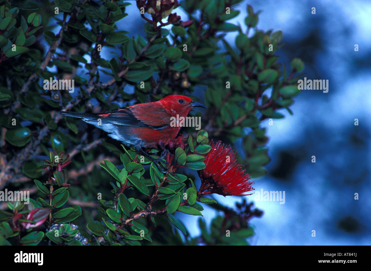 Native apapane (himatione sanguinea) in ohia lehua tree in Hakalau ...
