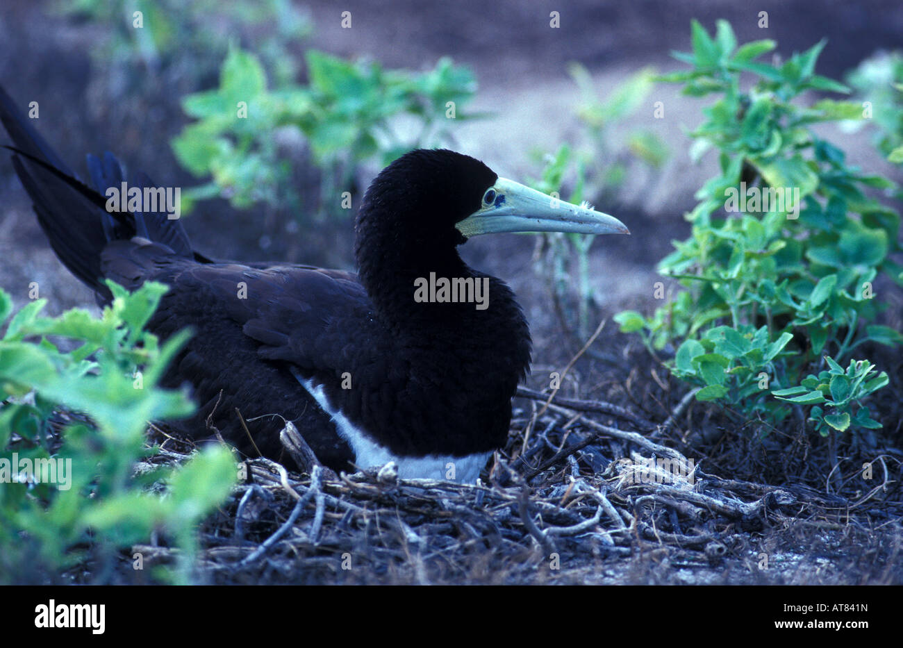 Brown booby (sula leucogaster plotus) sitting on her nest on kure atoll ...