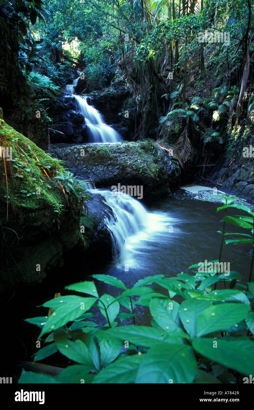 Onomea falls, waterfall and forest scenery in Hilo Stock Photo - Alamy