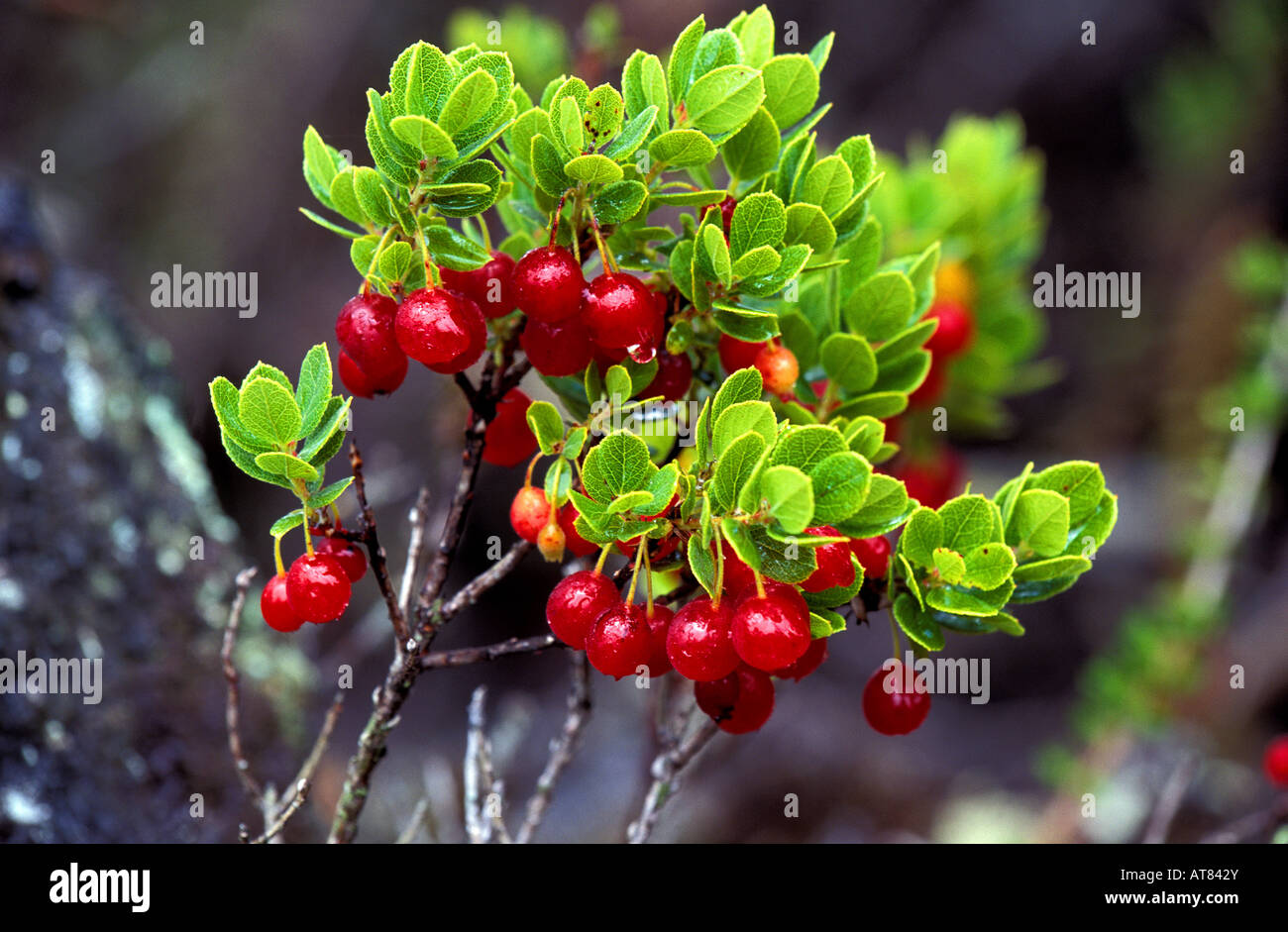 Ohelo Berries High Resolution Stock Photography and Images - Alamy