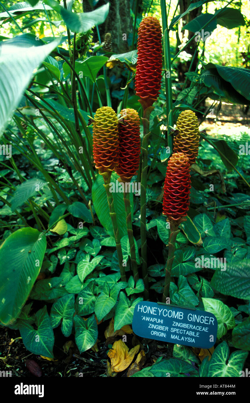 Cluster of honeycomb ginger growing at the Hawaii tropical botanical ...