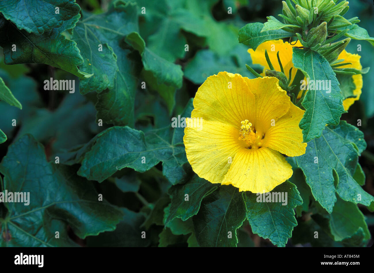 The Hawaii state flower, the yellow hibiscus (brackenridgii) surrounded ...