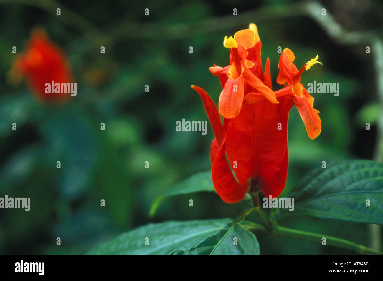 Bright red flower at the Hawaii tropical botanical gardens in Hilo ...