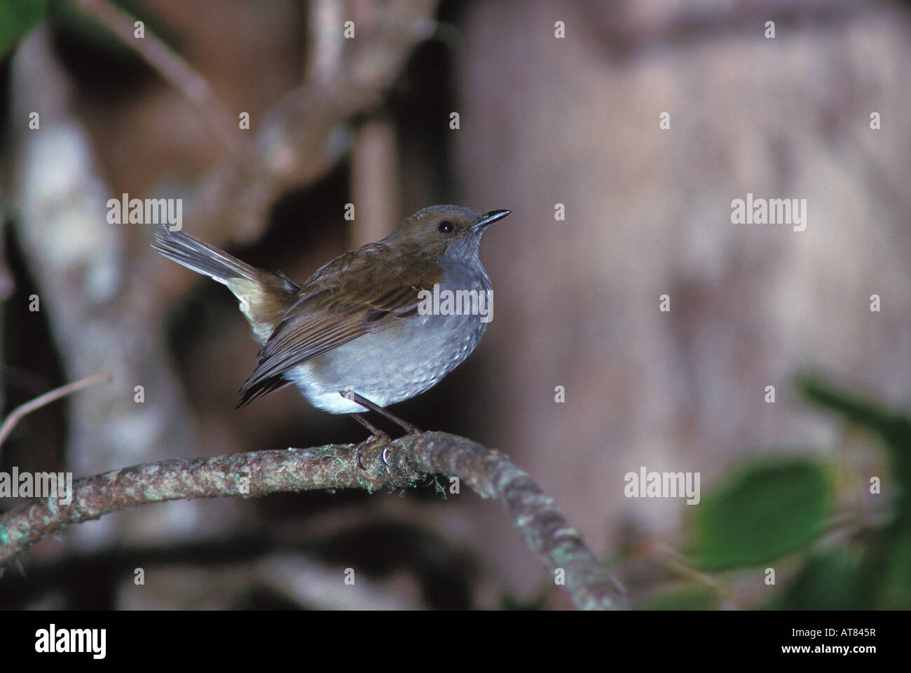 Native Hawaiian forest bird, the omao or Hawaiian thrush, (myadestes ...
