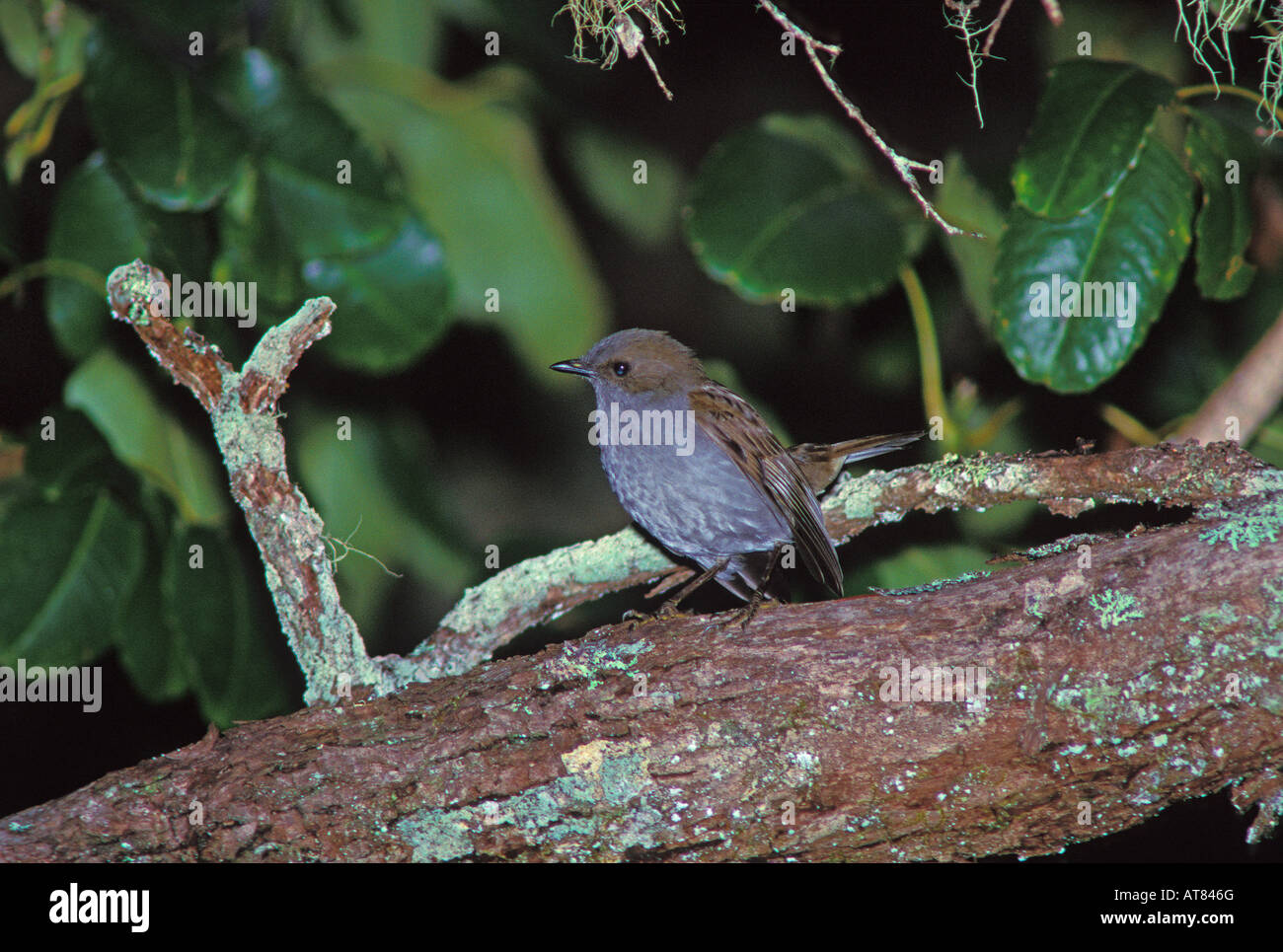 Native Hawaiian forest bird, the omao or Hawaiian thrush, (myadestes ...