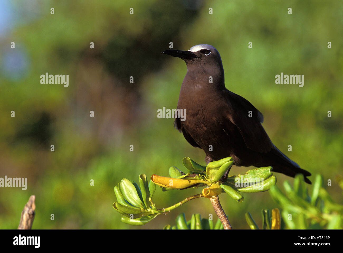 The brown noddy or noio koha, (anous stolidus pileatus). Nests on ...