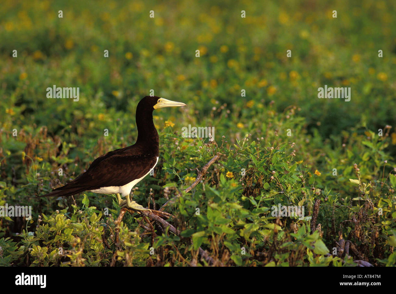 Brown booby or (a), (sula leucogaster plotus). Frequently seen off the ...