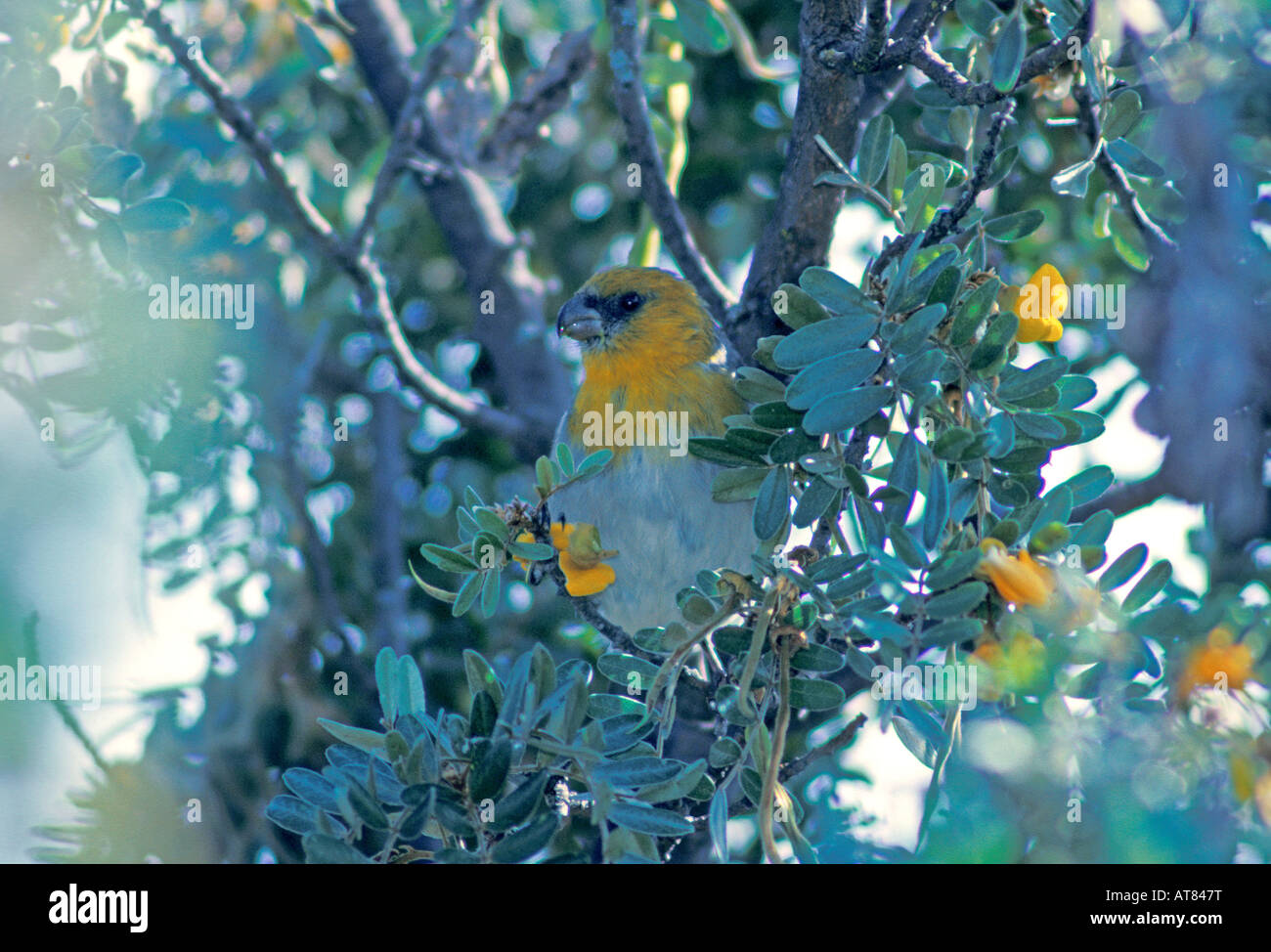 Palila mamane hawaii hi-res stock photography and images - Alamy