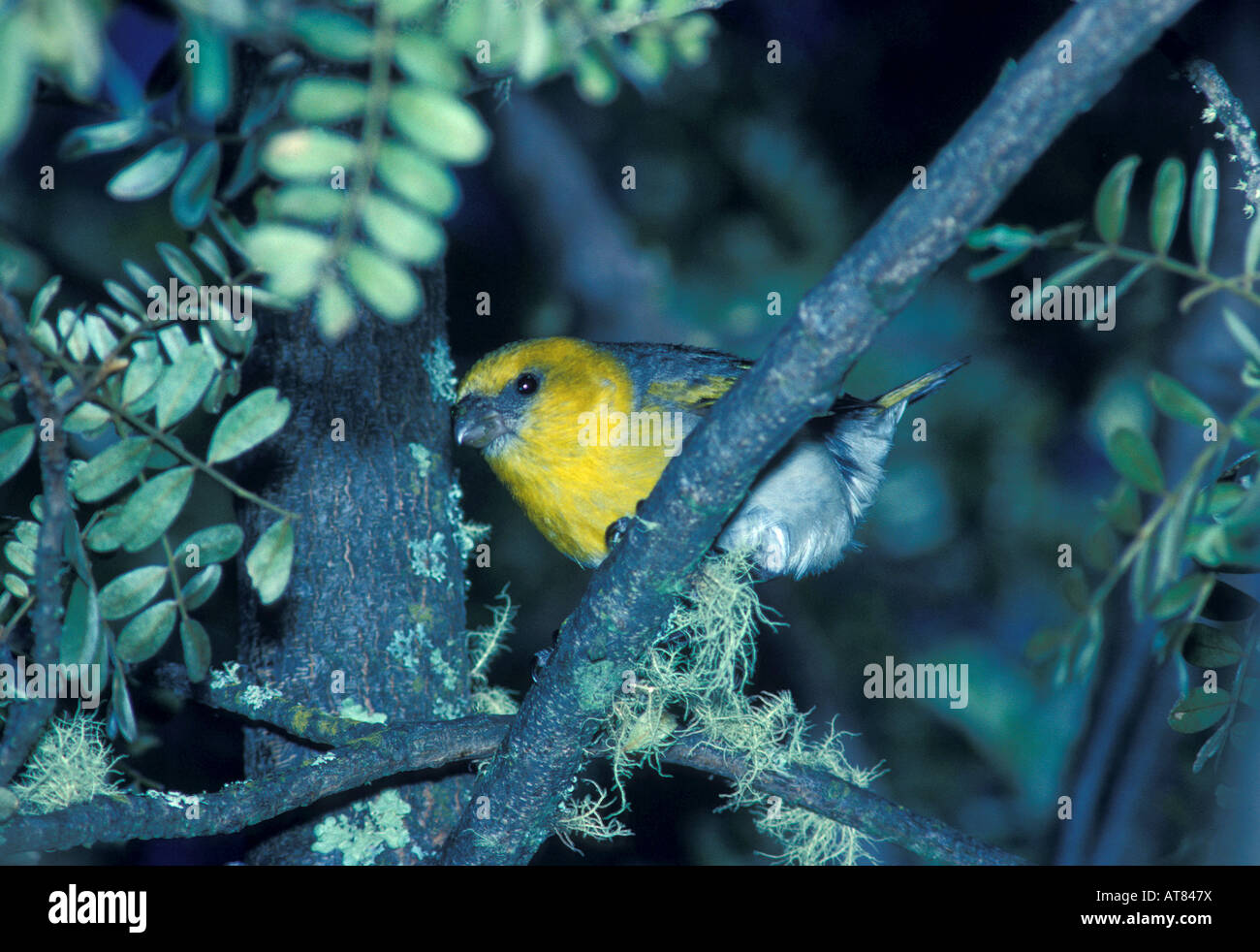 Palila hawaii hi-res stock photography and images - Alamy