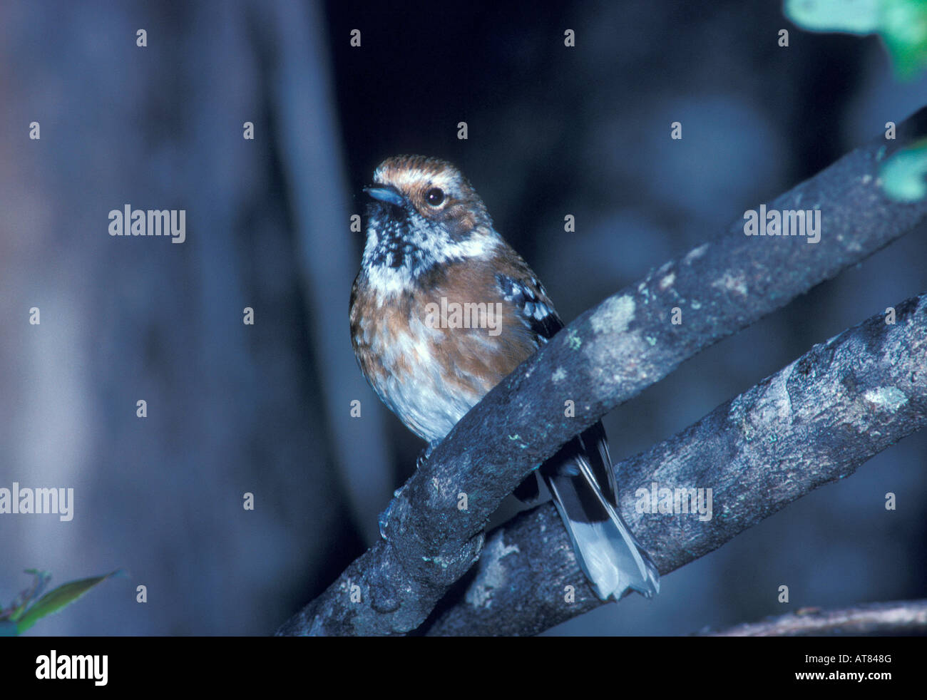 Elepaio oahu hi-res stock photography and images - Alamy