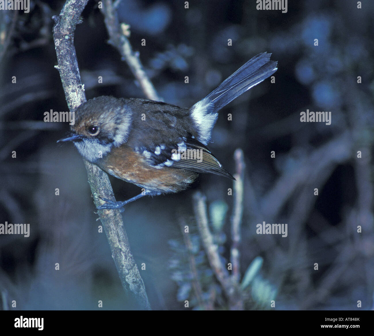Hawaii elepaio hi-res stock photography and images - Alamy