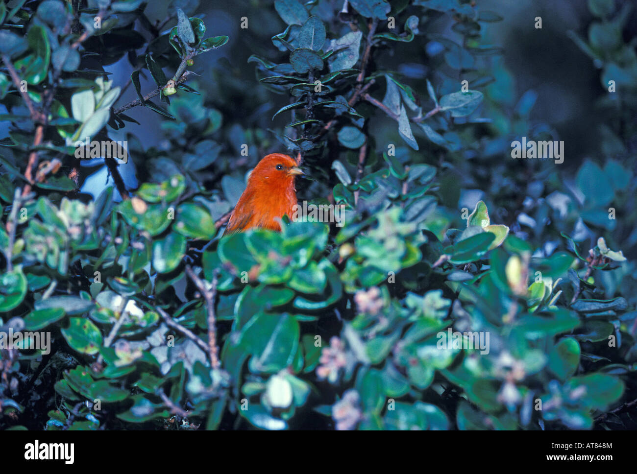 Akepa loxops coccineus male hi-res stock photography and images - Alamy