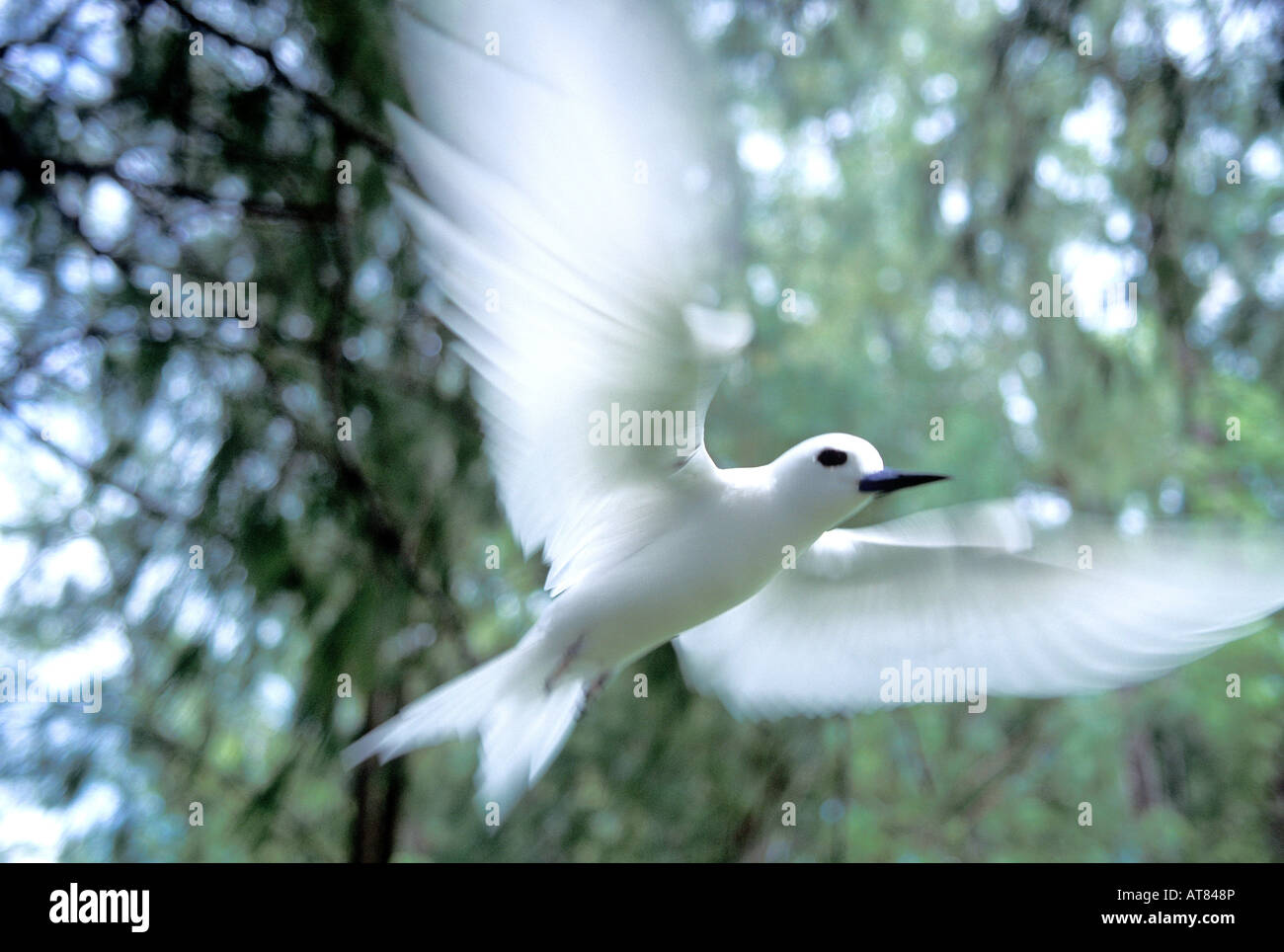 The white tern or manu o ku, (gygis alba rothschildi). Local on Oahu in ...