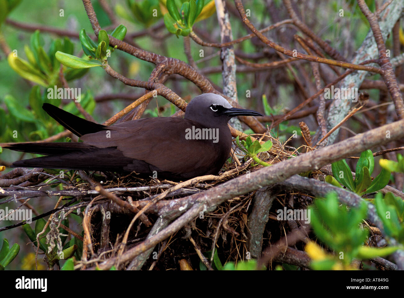 The brown noddy or noio koha, (anous stolidus pileatus). Nests on ...
