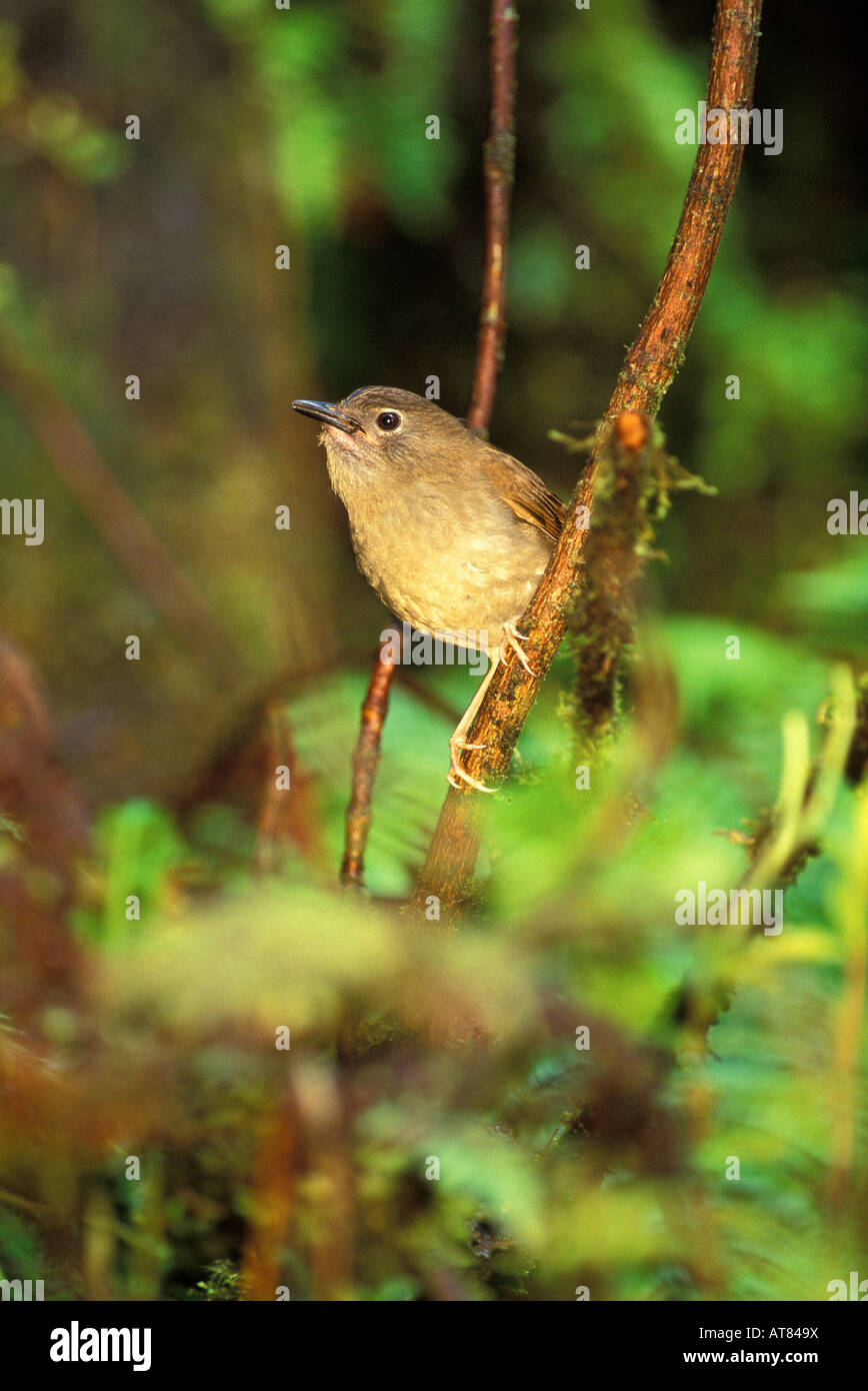 Thrush hawaii hi-res stock photography and images - Alamy