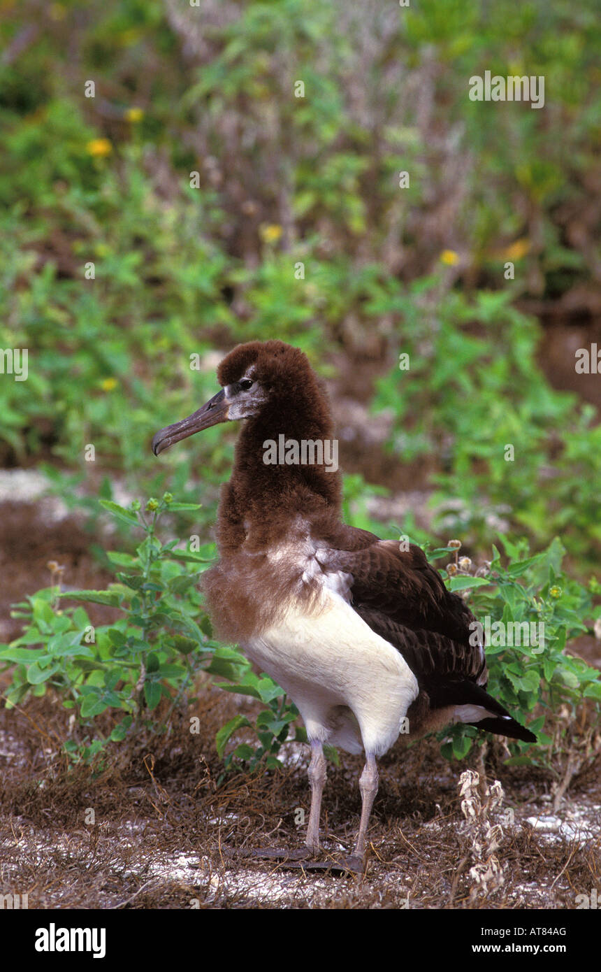 Atoll kure albatross hi-res stock photography and images - Alamy