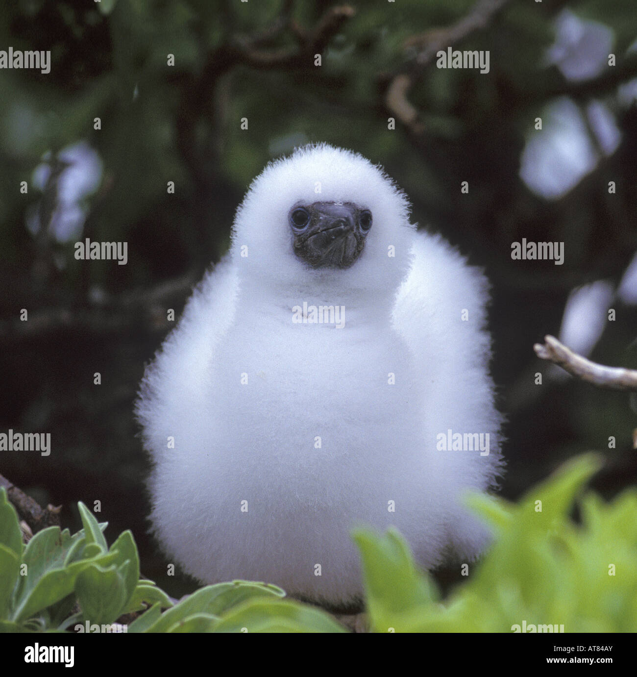 Big footed birds hi-res stock photography and images - Alamy