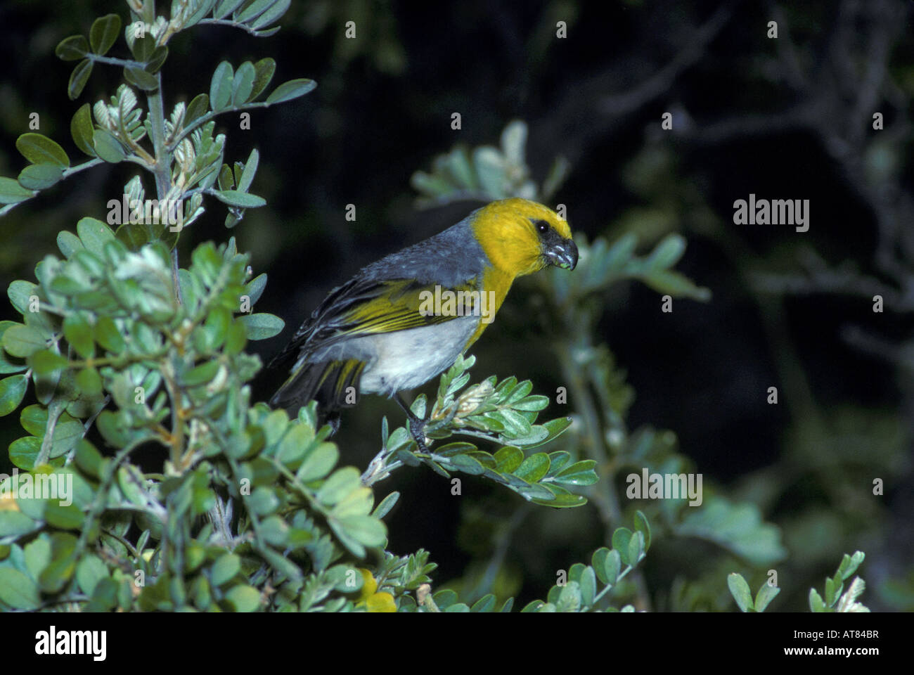 New species of birds in hawaii hi-res stock photography and images - Alamy