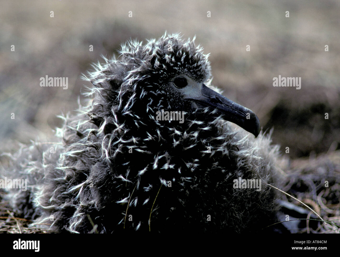 Laysan albatross or moli, (diomedea immutabilis). Nests in large ...