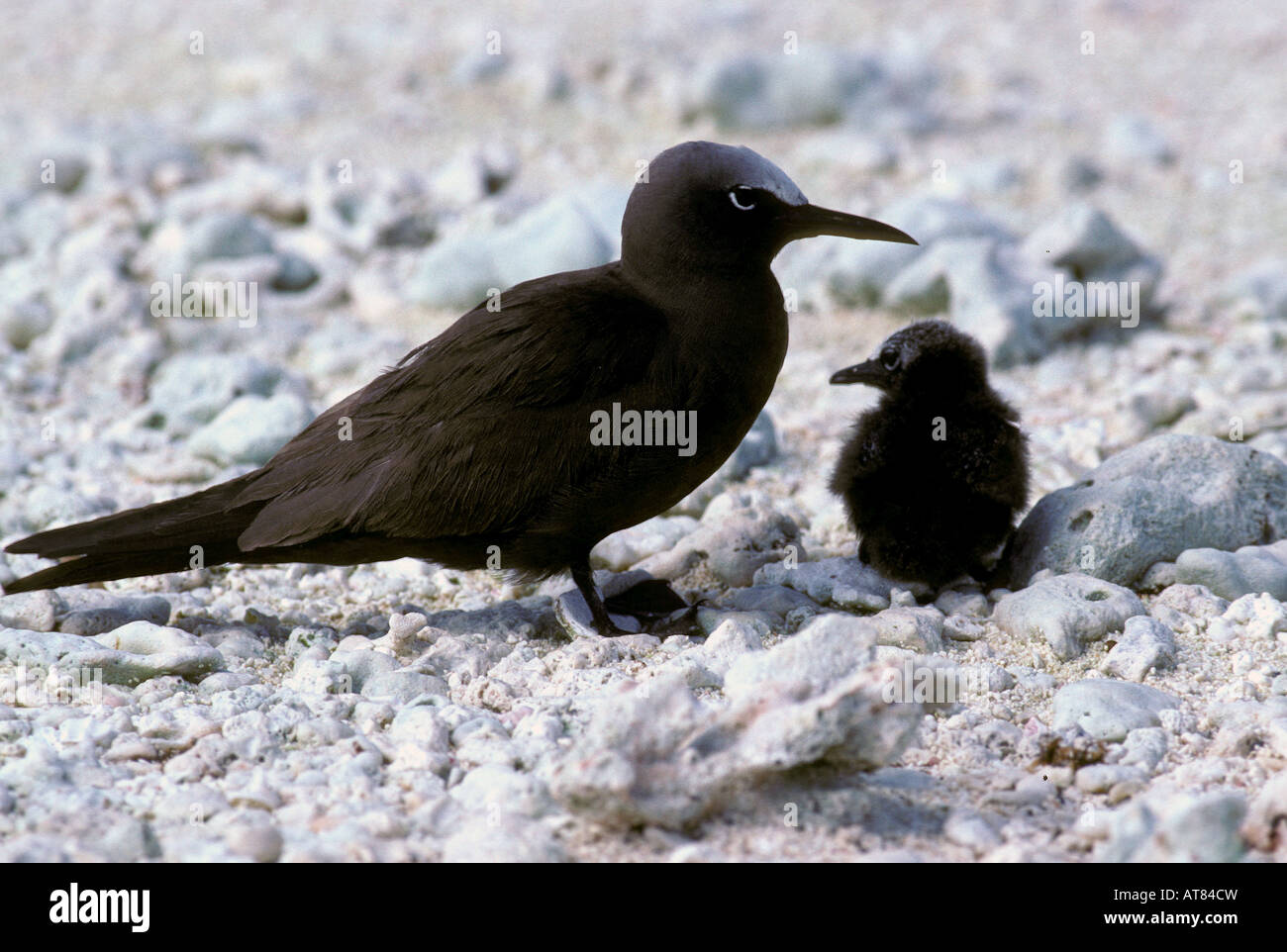 The brown noddy or noio koha, (anous stolidus pileatus). Nests on ...