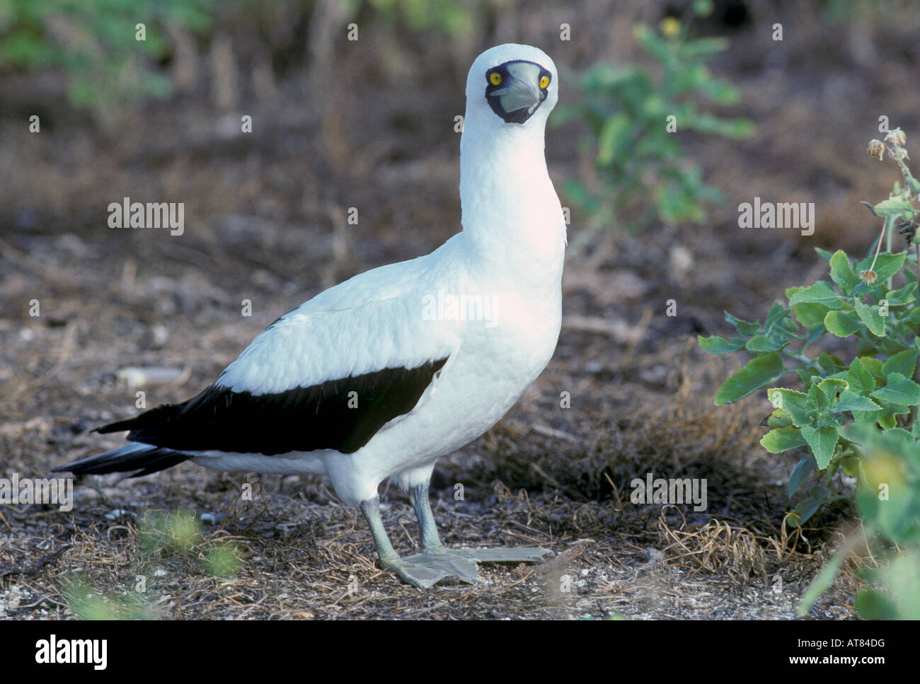 The masked booby or "a", (sula dactylatra personata). This bird has a ...