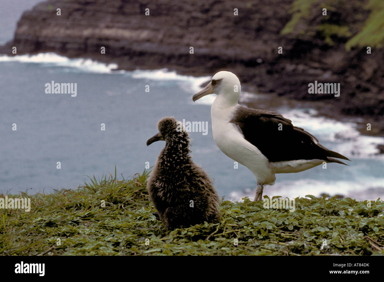 Laysan albatross or moli, (diomedea immutabilis). Nests in large ...