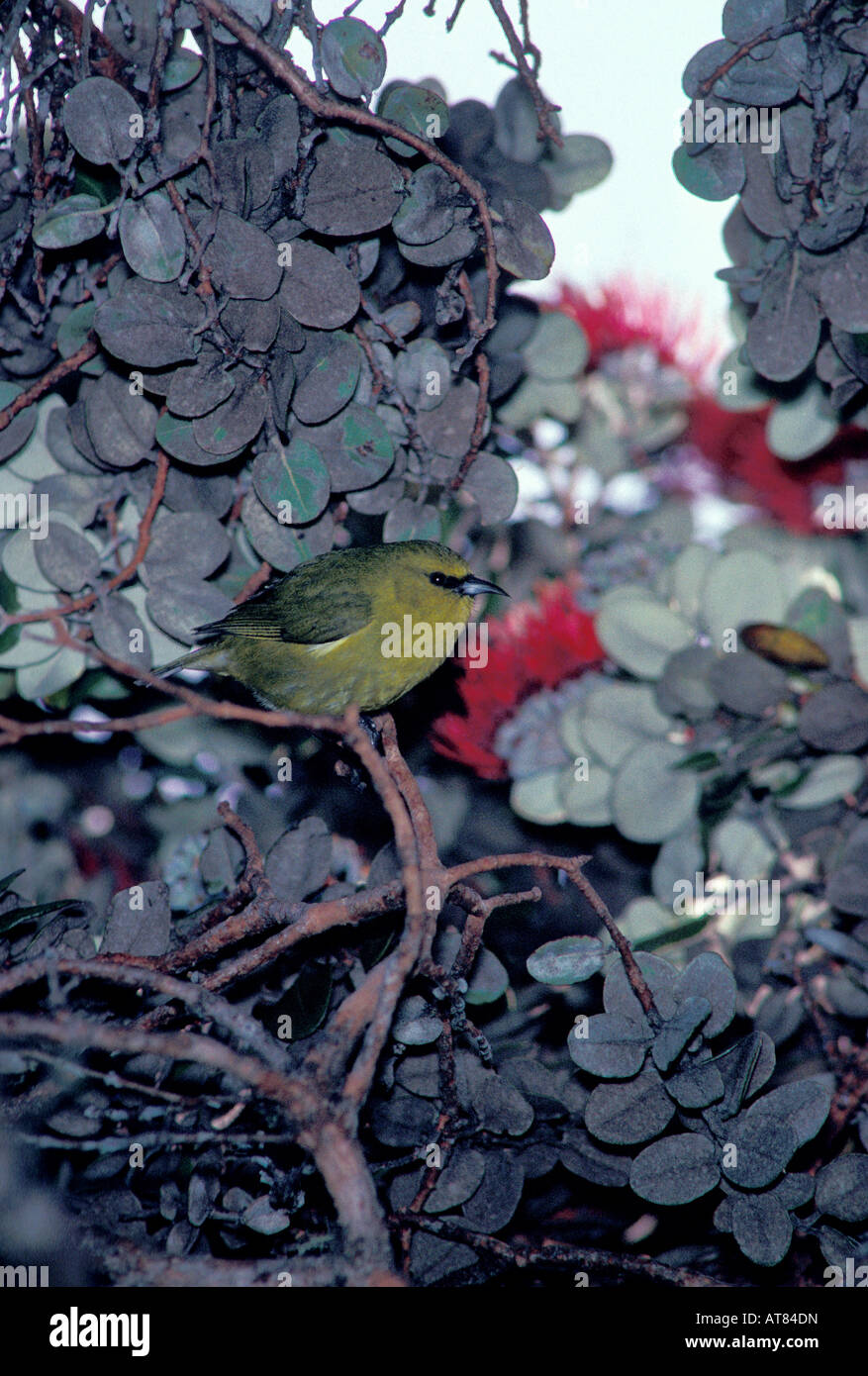 Four distinct species of birds hi-res stock photography and images - Alamy