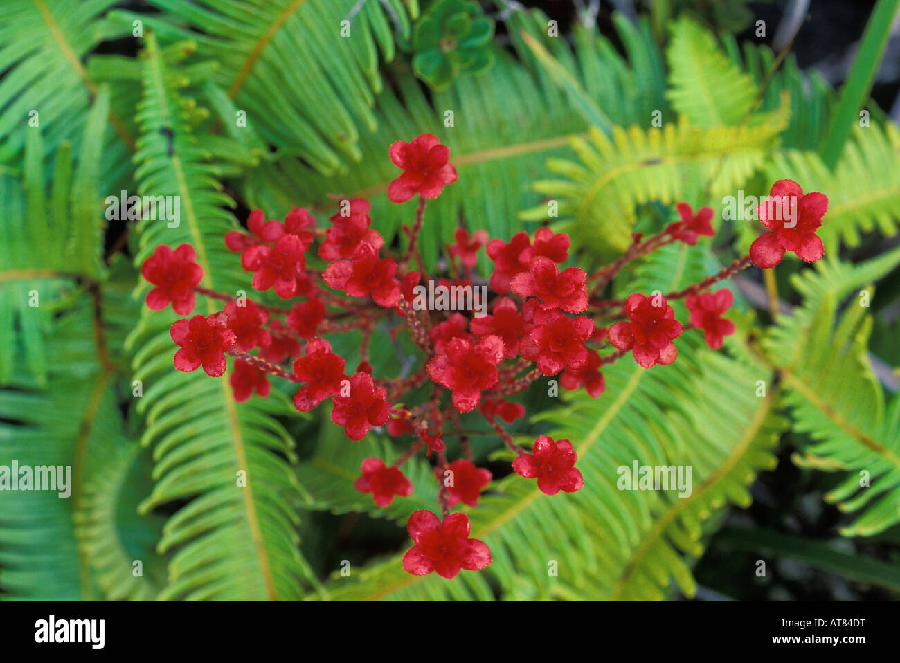 Ohelo (vaccinium reticulatum), a small native shrub in the cranberry ...
