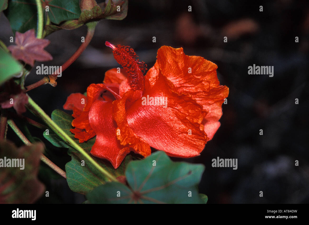 The endangered kokia flower, (kokia kauaiensis). Endemic to Kauai Stock ...