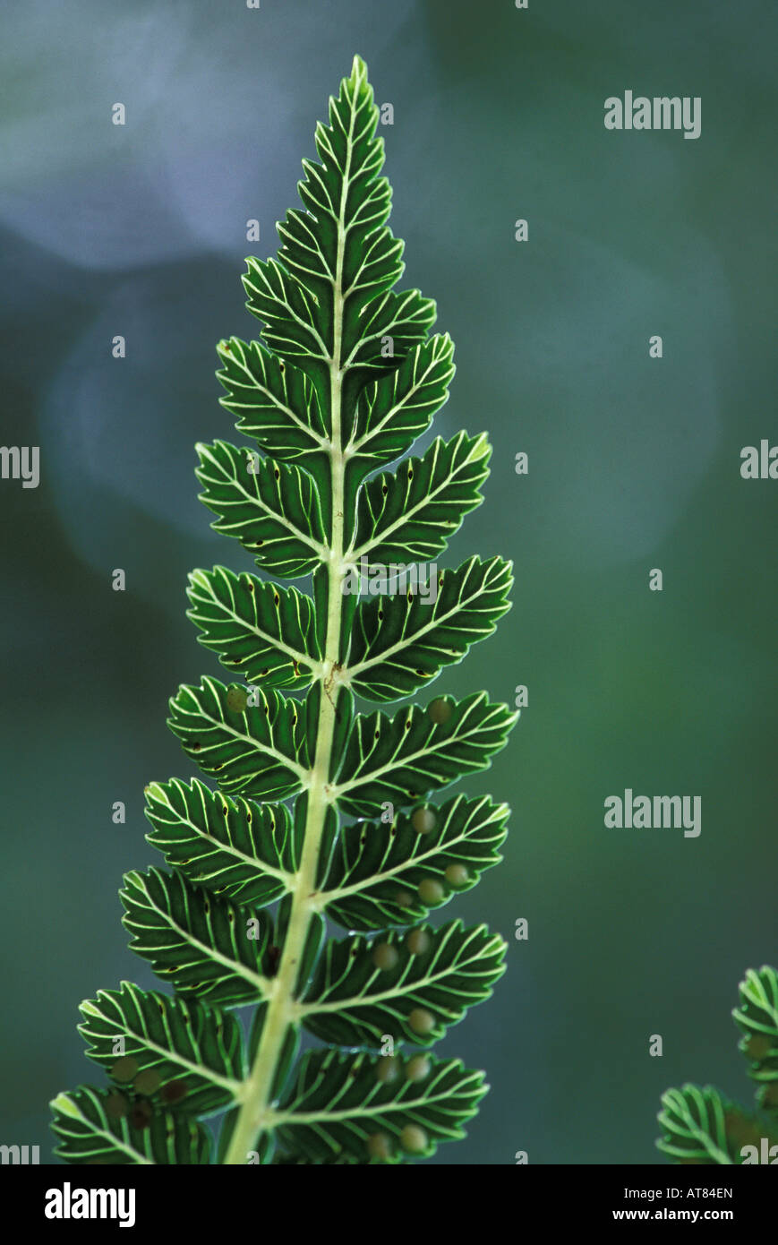Rare fern hi-res stock photography and images - Alamy