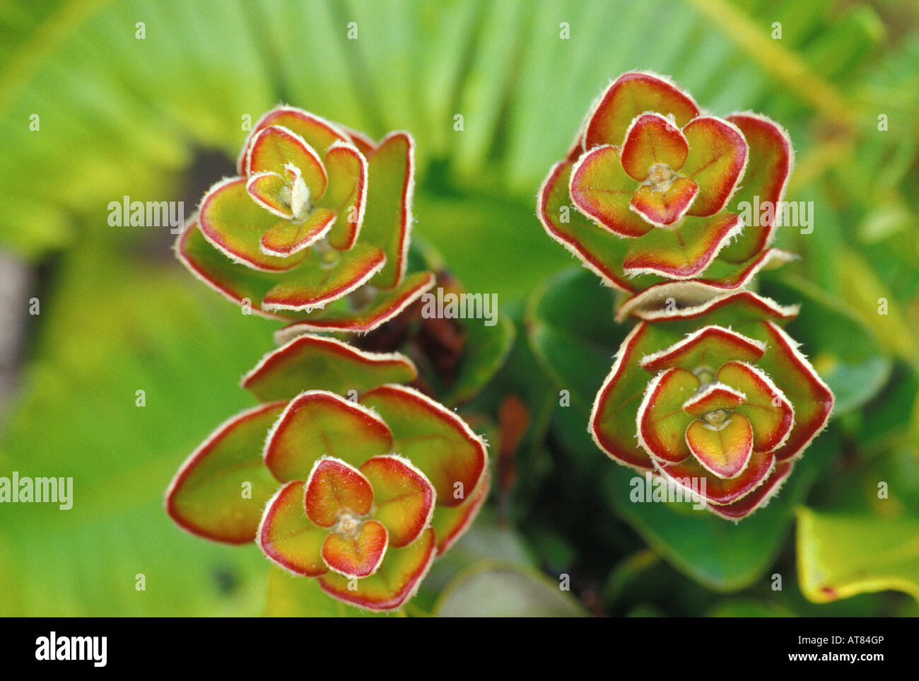 Liko hi-res stock photography and images - Alamy