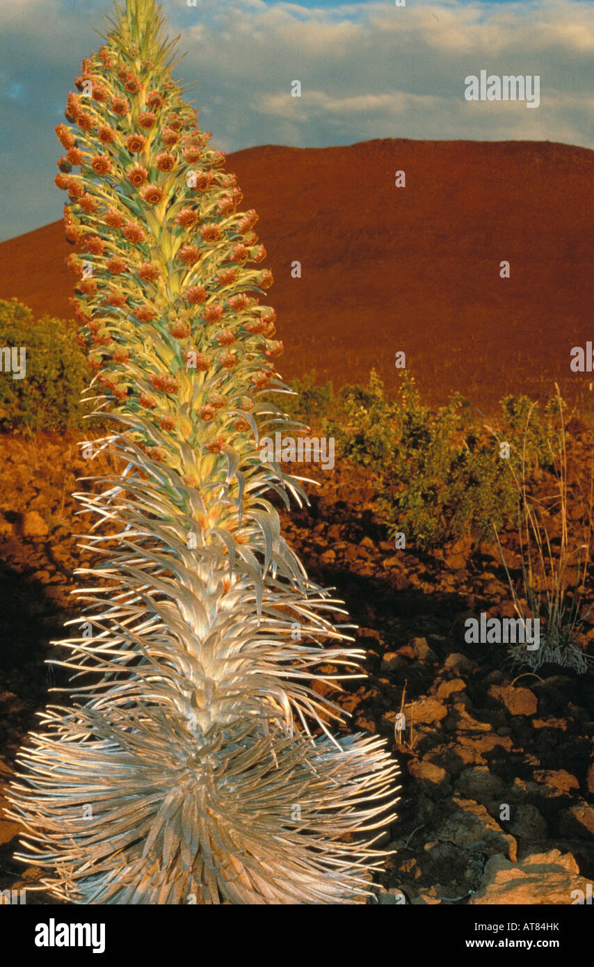native silversword with flower bloom in mauna kea, (argyroxiphium s ...