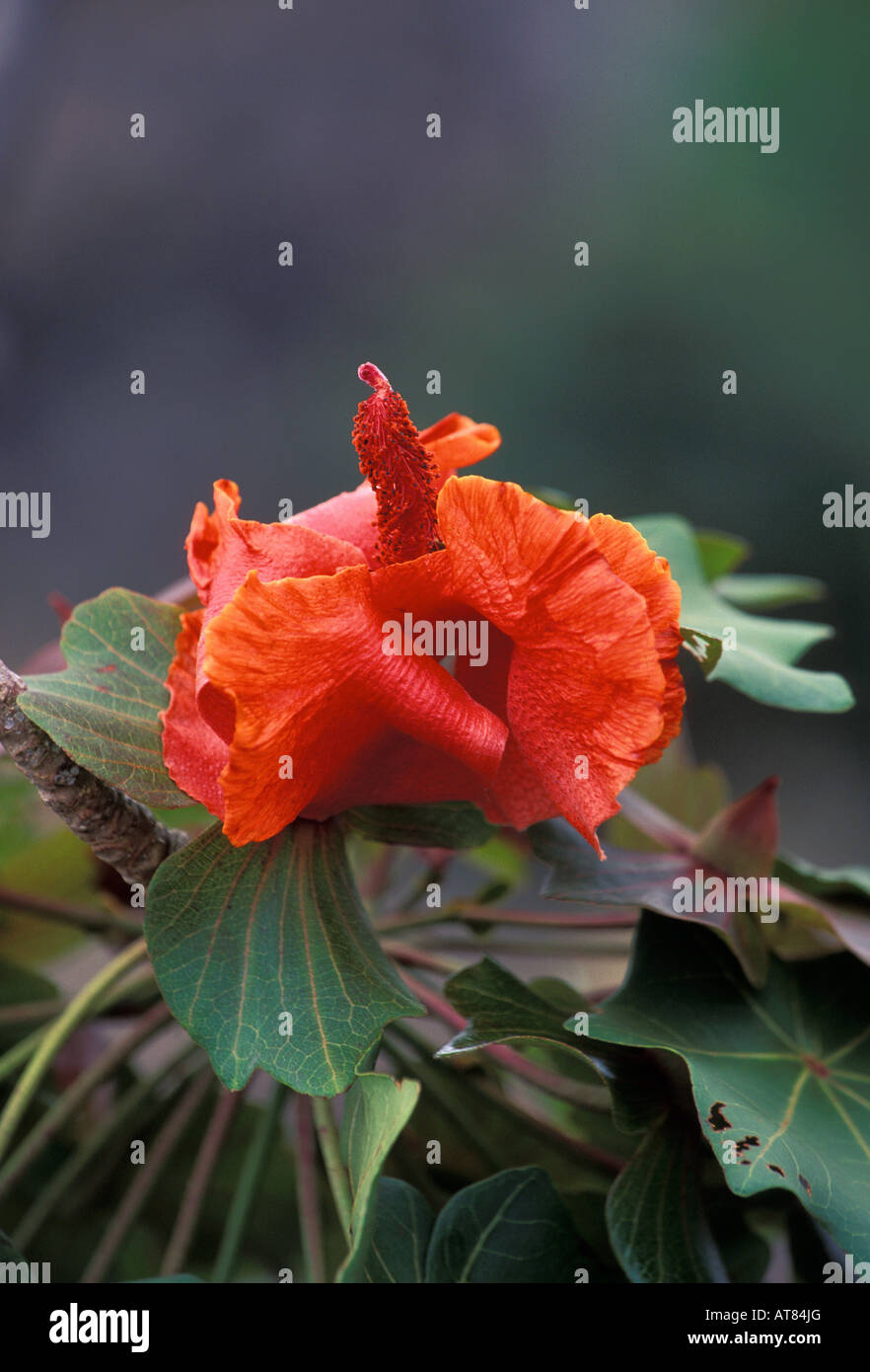 The hawaiian endangered kokia flower, (malvacea). The plant is endemic ...