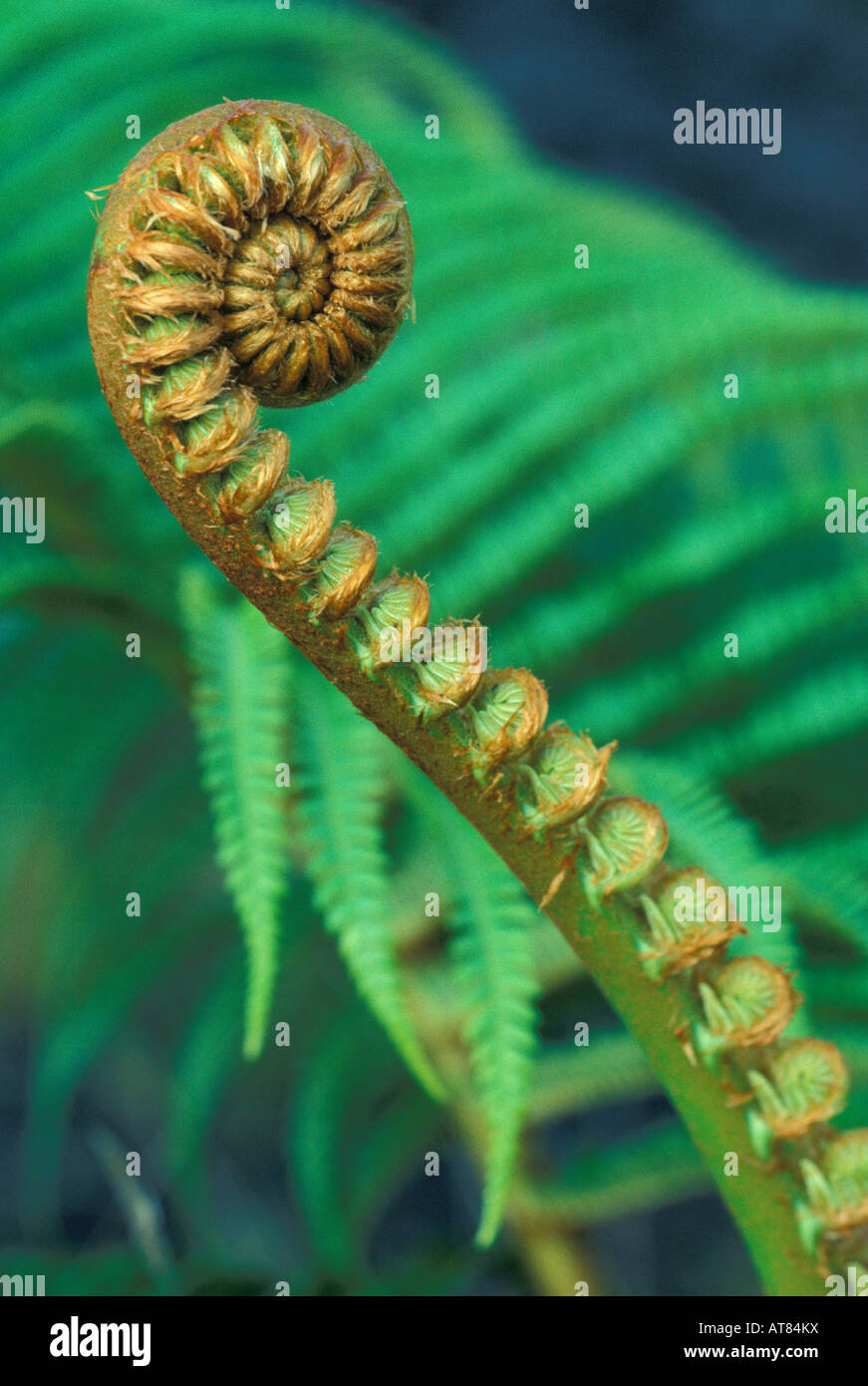 Hawaiian fern amau fern hi-res stock photography and images - Alamy