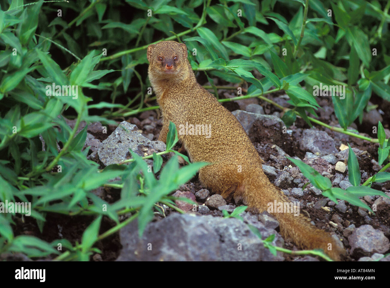 A mongoose in the forest on the big island Stock Photo - Alamy