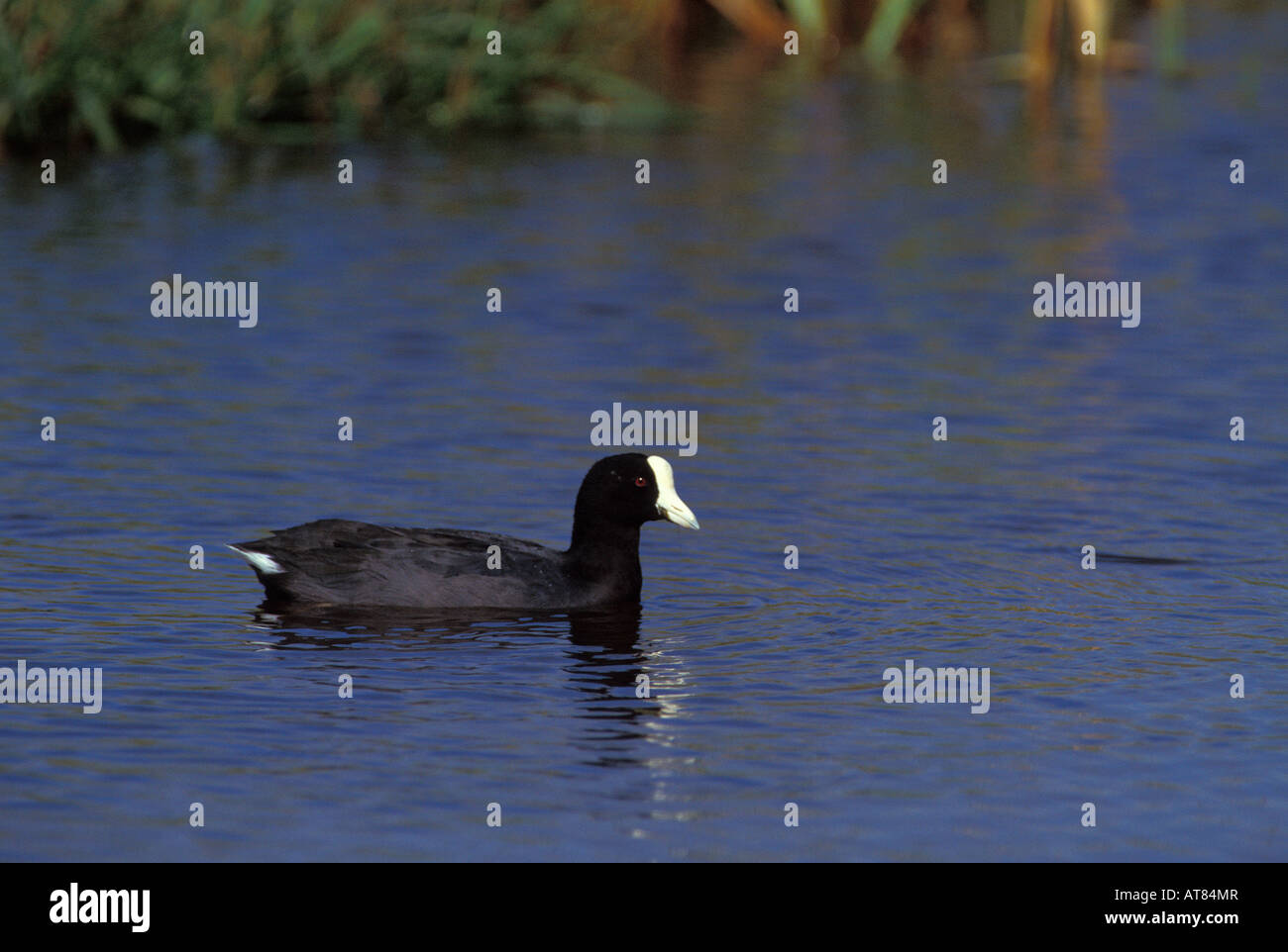 The hawaiian coot or alae ke okeo, (fulica aericana alai). This endemic ...
