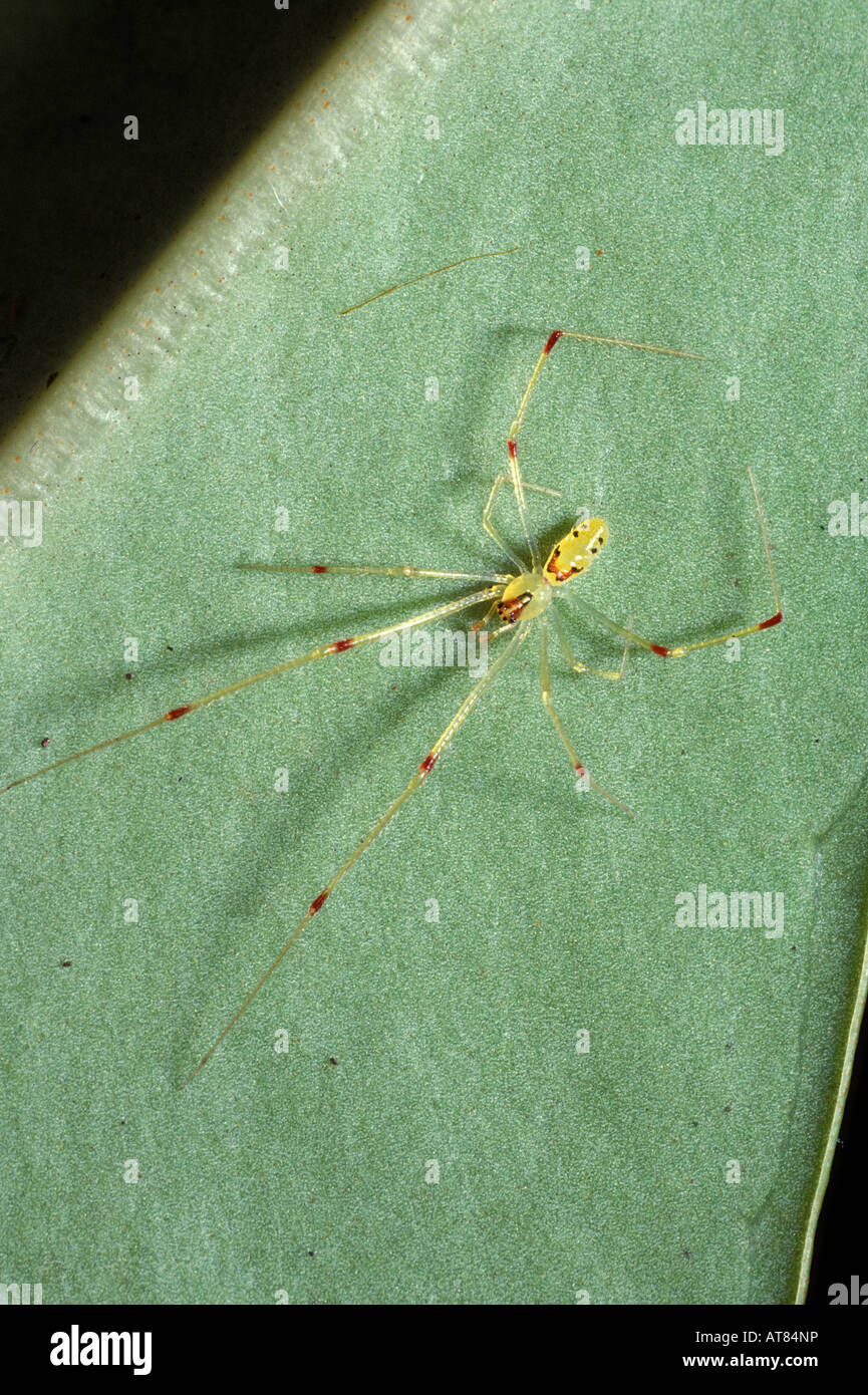 The Hawaiian happyface spider, (theridion grallator). Taken near the ...