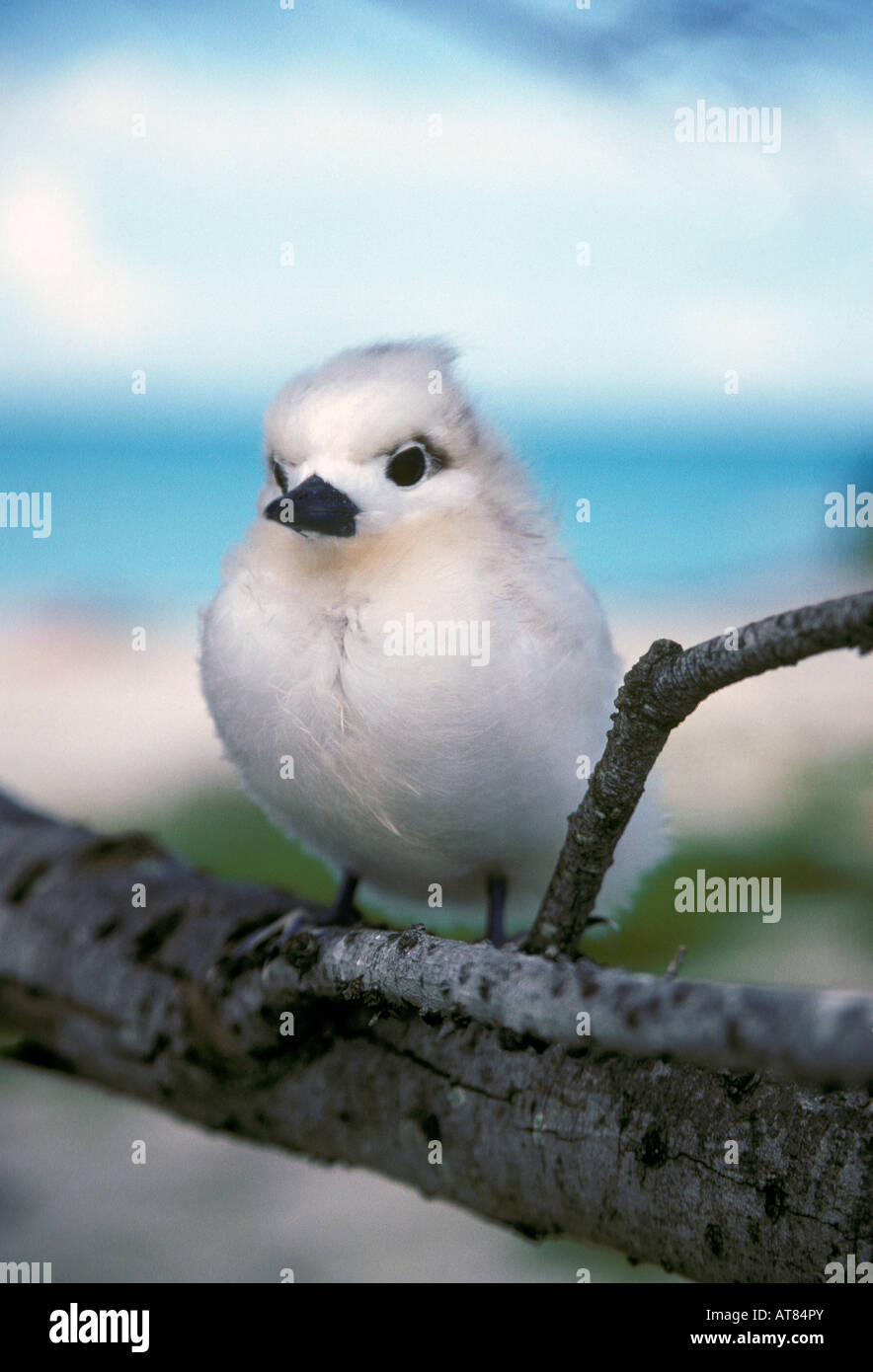 White tern or manu o ku chick in the kure atoll (gygis alba rothschildi ...