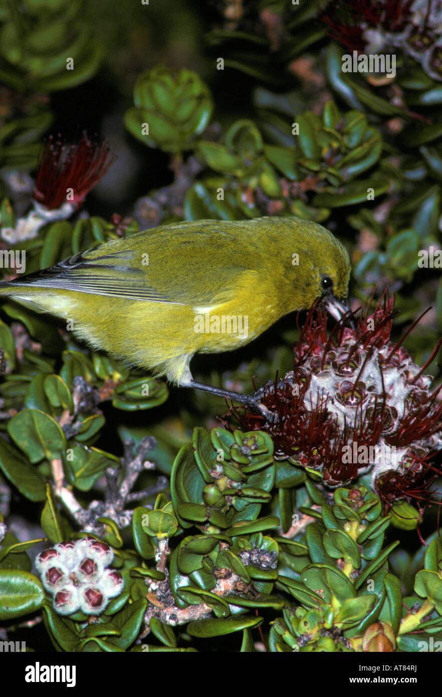Common amakihi ( Hemignathus v. wilson ) male on ohia tree with lehua ...