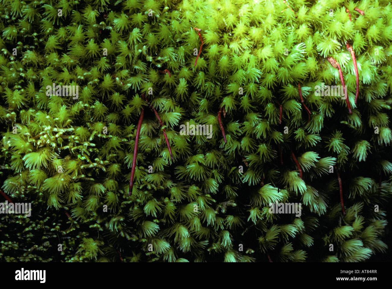 Mosses growing on tree fern Stock Photo - Alamy