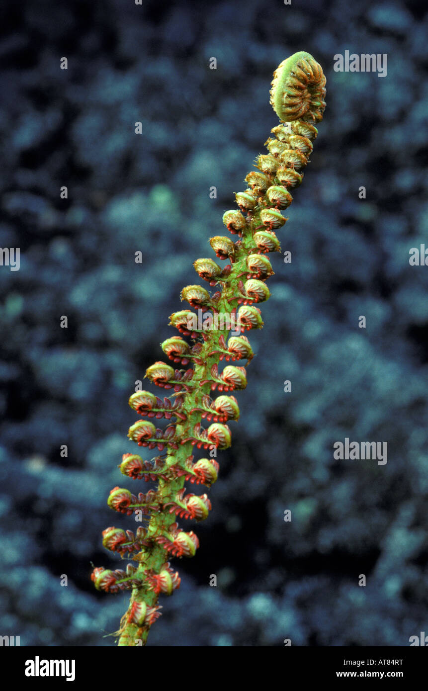 Amau hi-res stock photography and images - Alamy