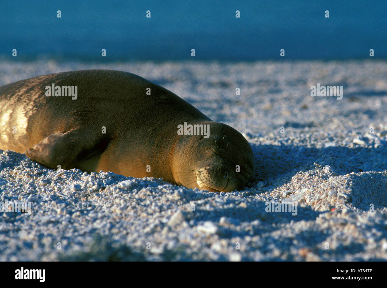 Kure Atoll Hawaii High Resolution Stock Photography and Images - Alamy