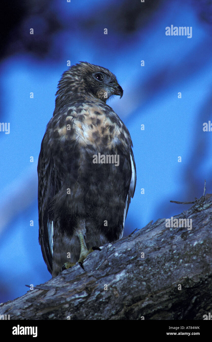 Endangered Hawaiian hawk or "io", (buteo solitarius). Widespread on the ...