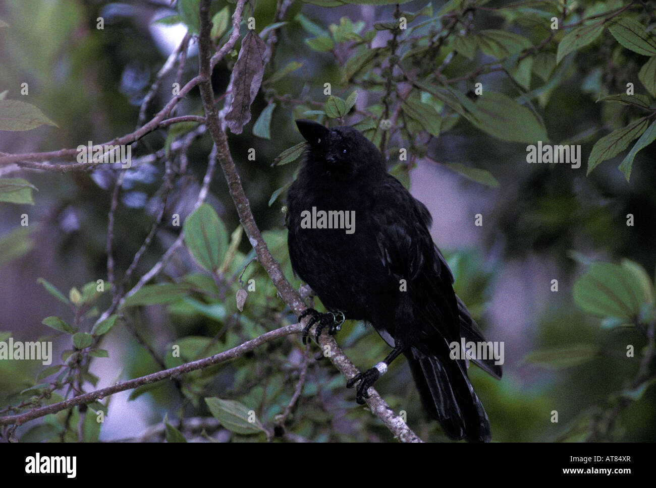Hawaiian crow hi-res stock photography and images - Alamy