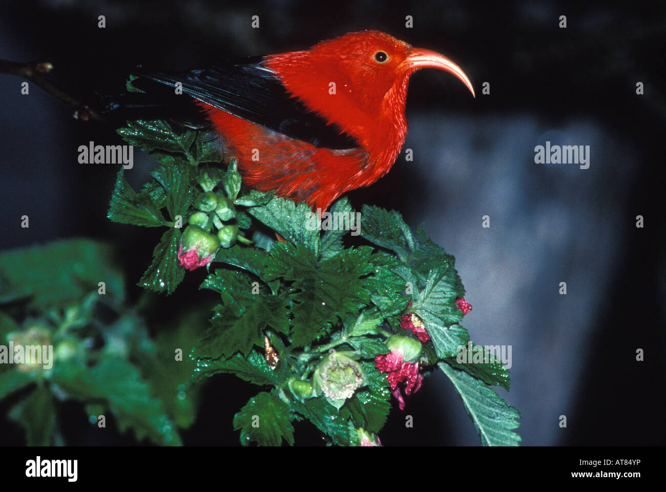 Iiwi (Vestiaria coccinea) Hawaiian honeycreeper feeds on nectar. Major ...
