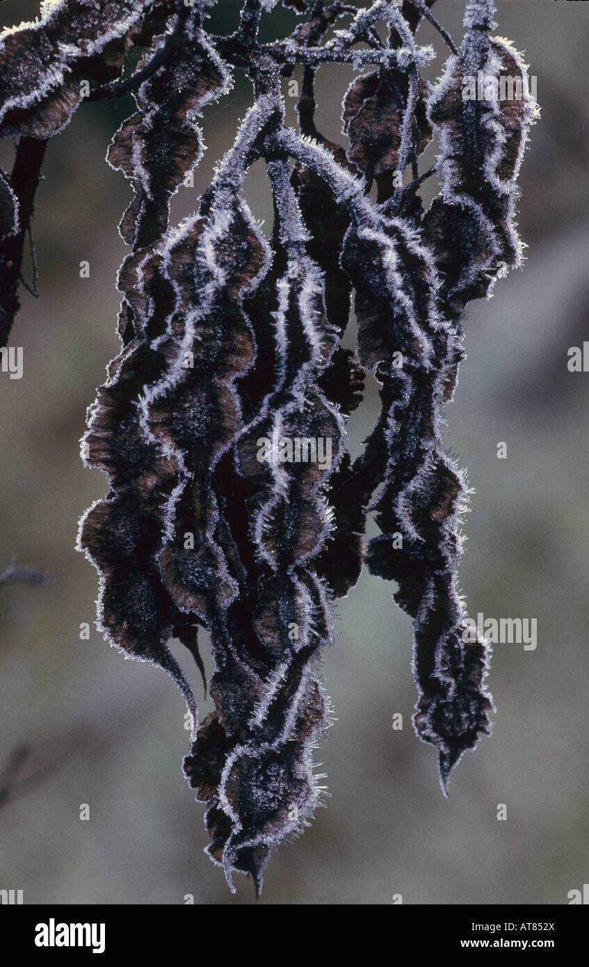 Frost on mamane tree pods. This tree is native and is an important ...